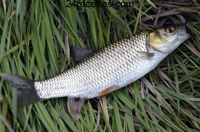 Comment choisir le poisson mulet ? - Cuisine & pâtisserie moderne
